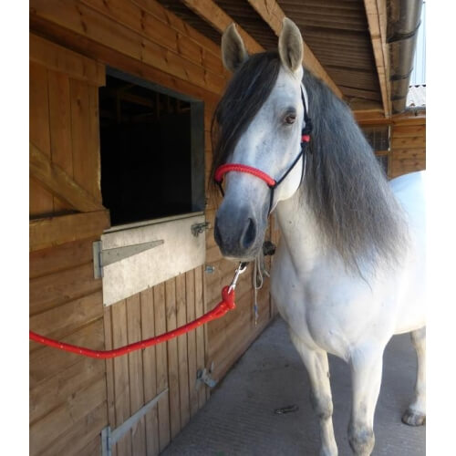 Headcollars & Lead Ropes | Breakaway Halter | Training Ropes