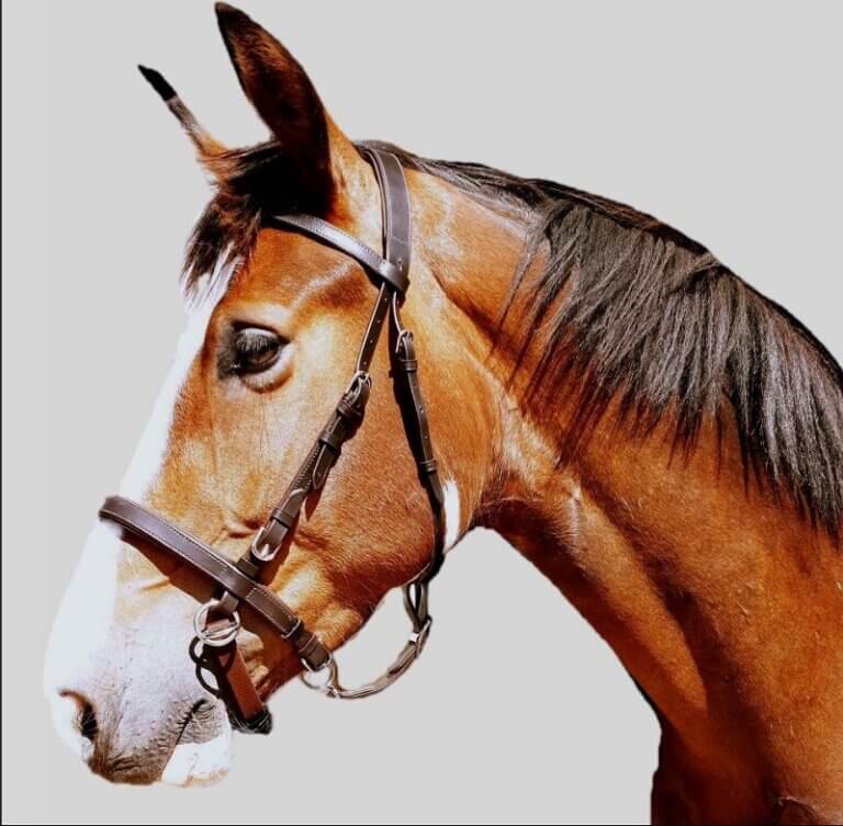 Bitless Bridles & Accessories Archives | Charlies Products