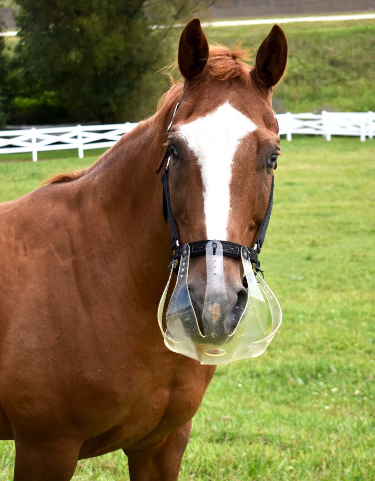Thinline Flexible Filly Grazing Muzzle | Charlies Products